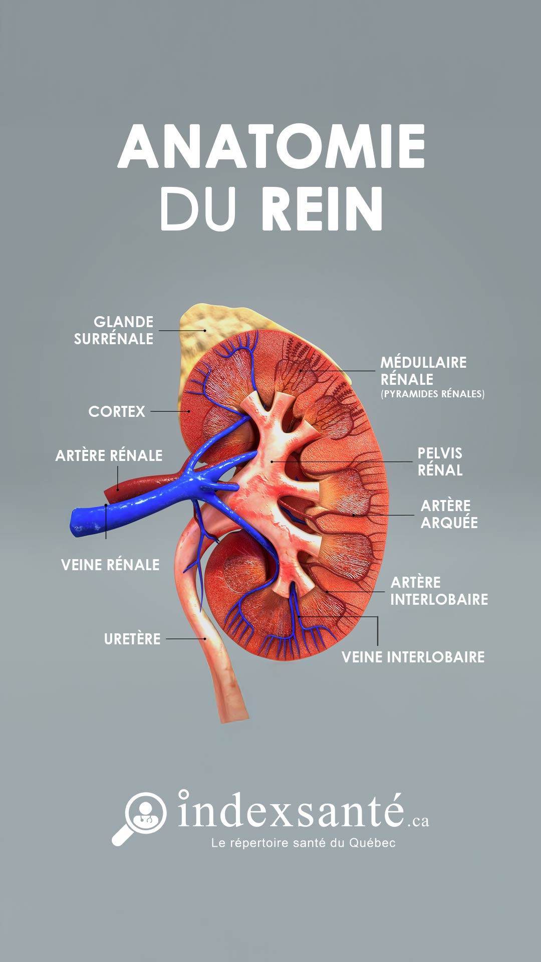 Anatomie Reins Corps Humain Anatomie Fonctions Et Structure Interne